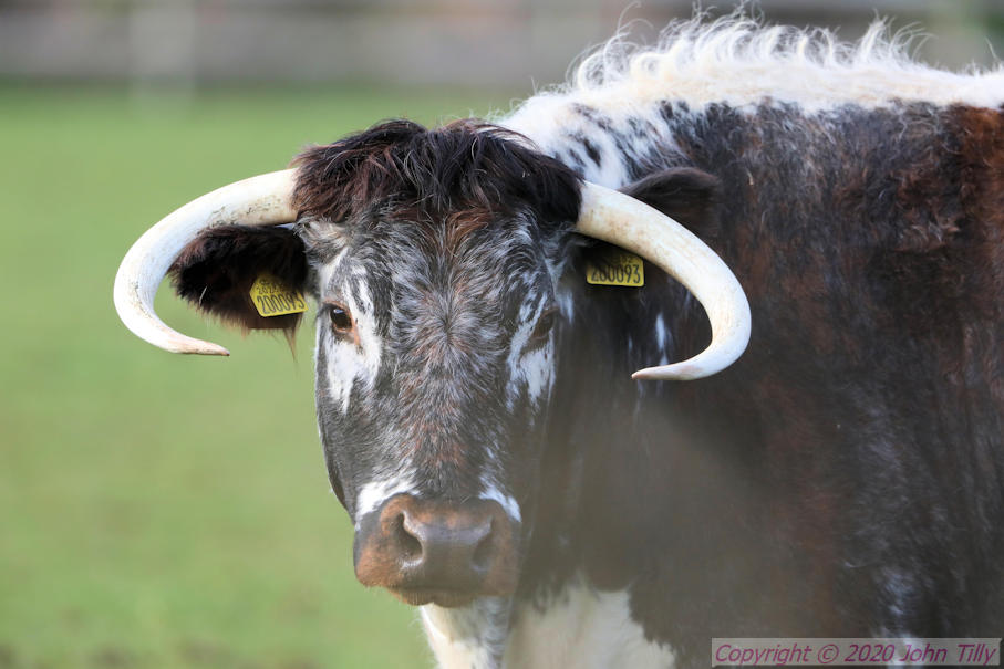 Northamptonshire Birding: Images from John Tilly