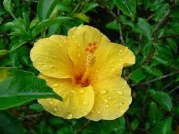 Health,Disease and Genetics: Gudhal flower – Medicinal value