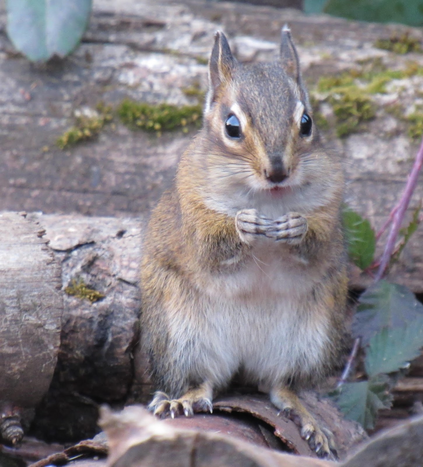 Garden Grumbles and Cross Stitch Fumbles: Saturday is Chipmunk Day
