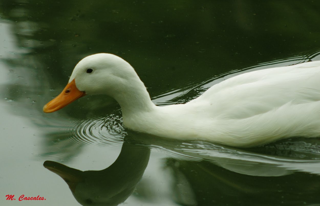 mcguindos.blogspot.com: EL PATO Y SU SOMBRA