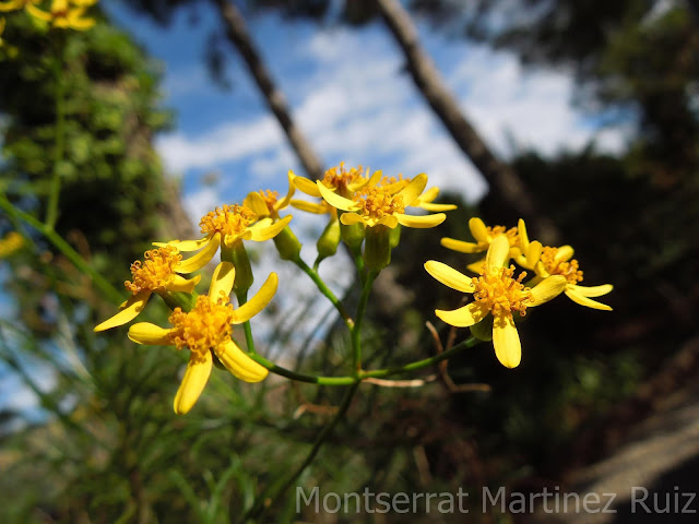 SENECIO, SP - BOTÀNIC SERRAT