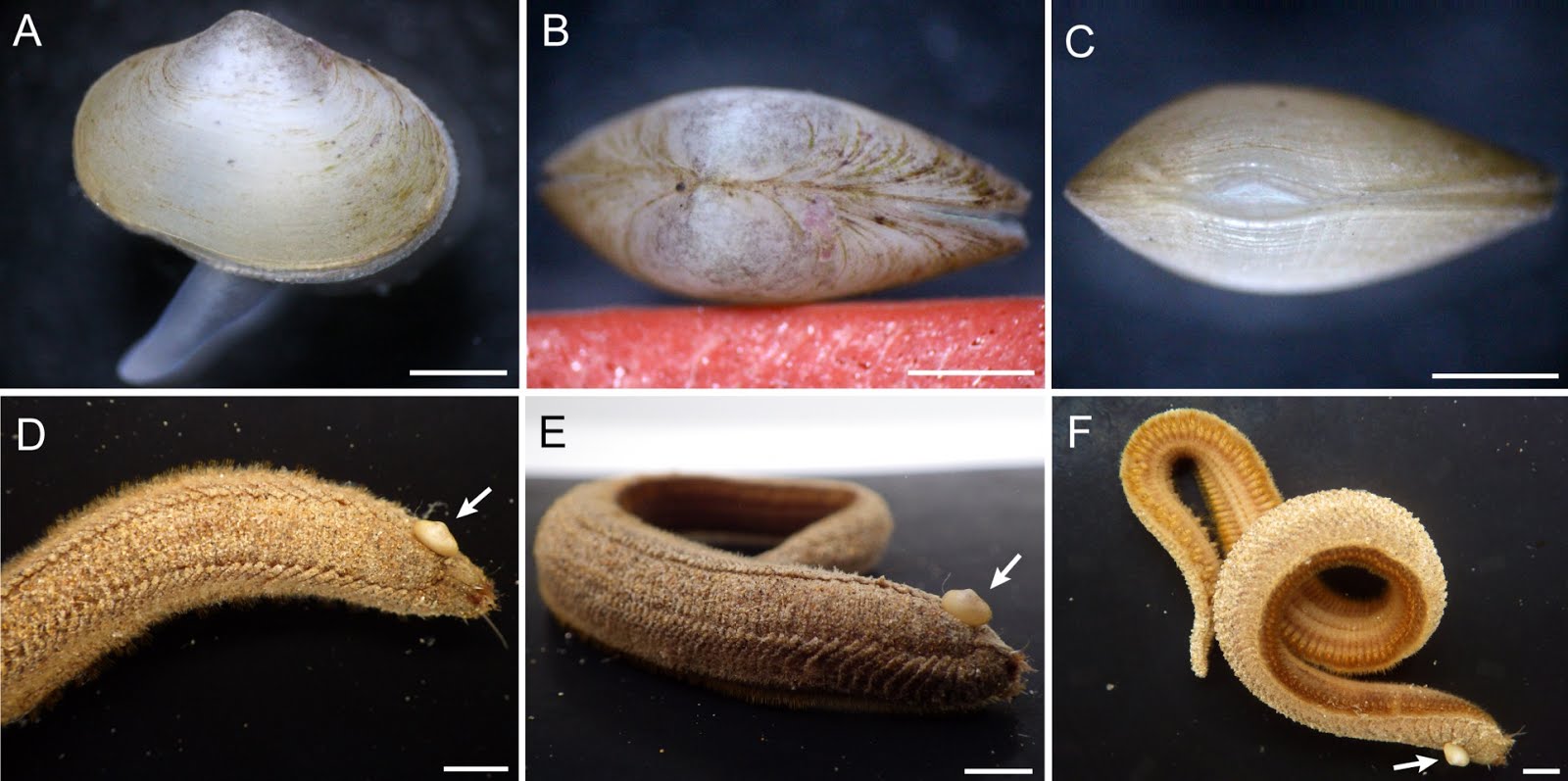Species New to Science: [Mollusca • 2019] Worm-riding Clam: Montacutona ...