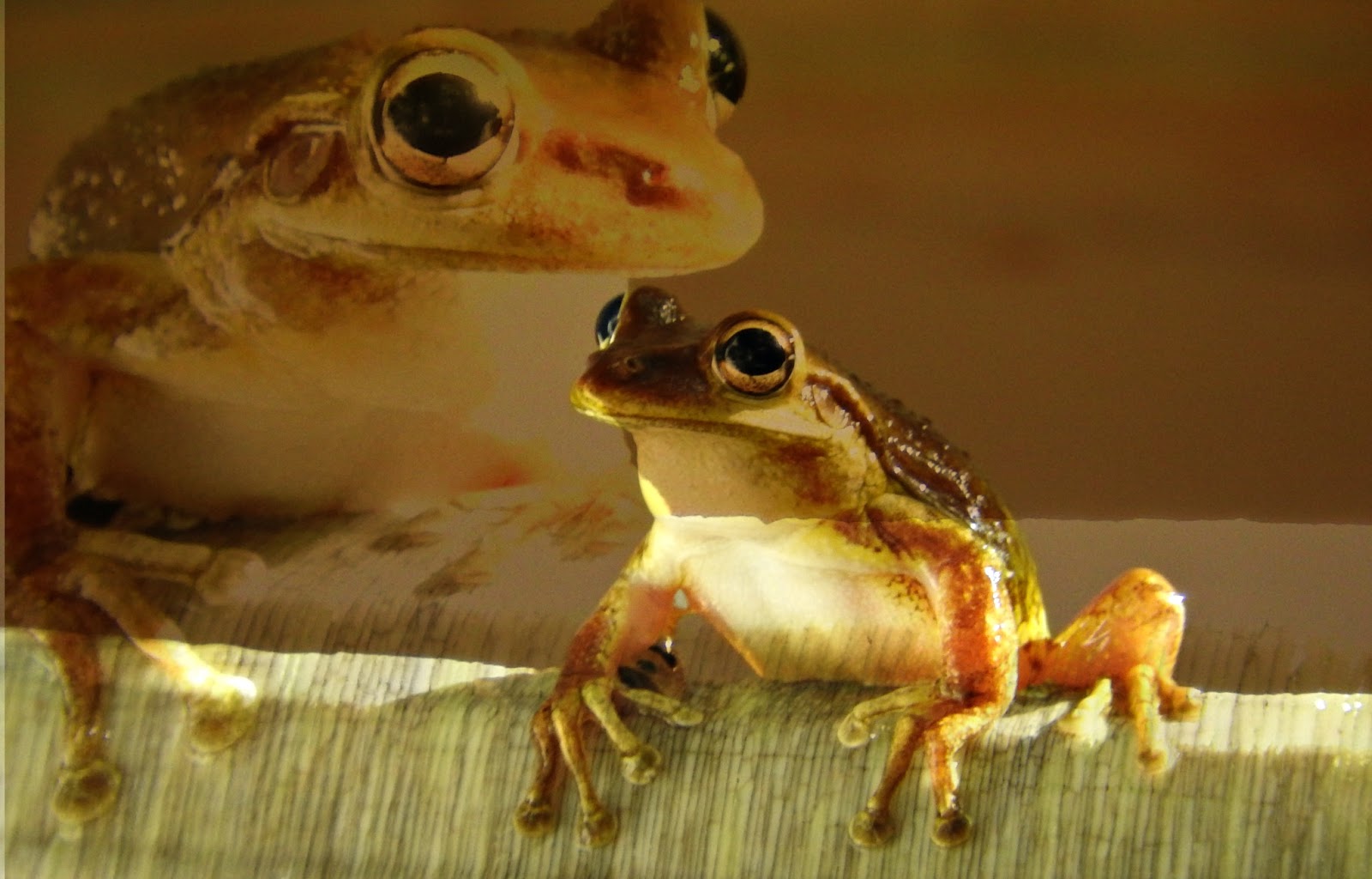 MadSnapper: Who Let The Frogs Out? part 2