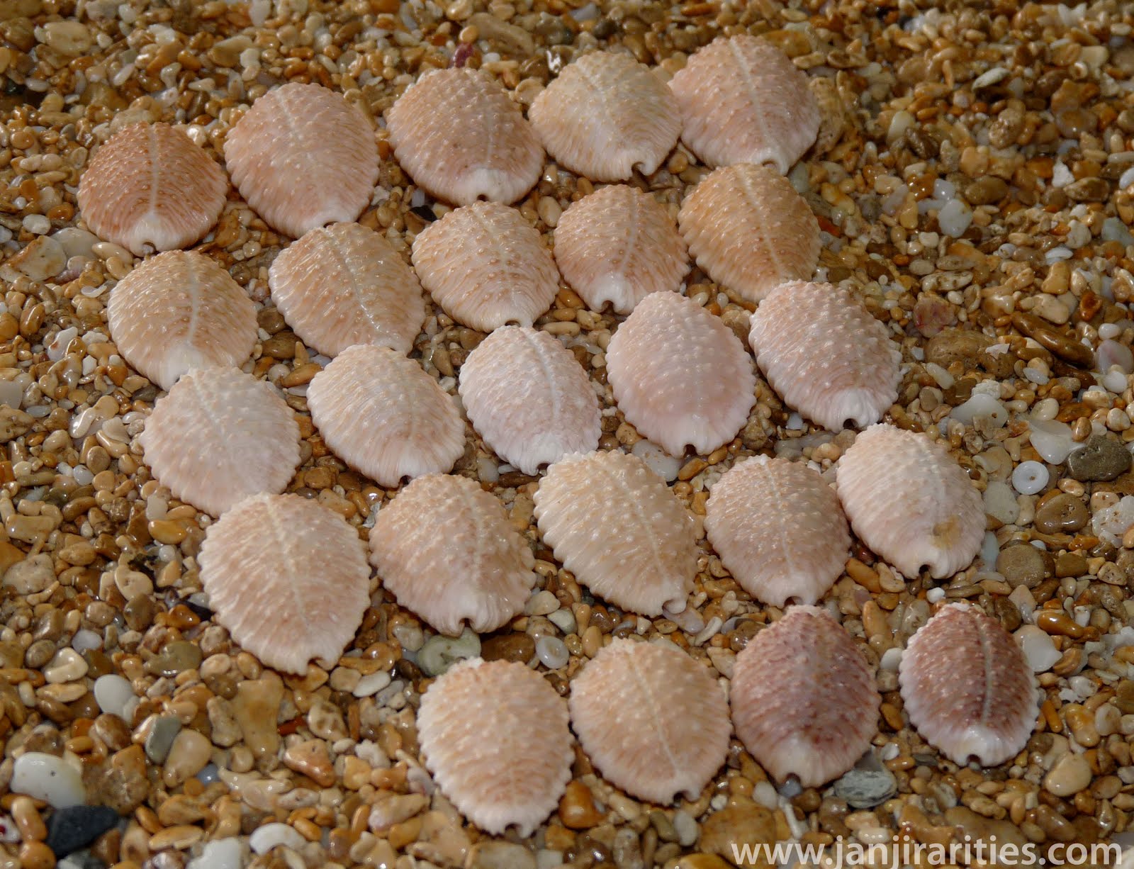Kahelelani & Sunrise shell jewelry by.... Janjira: Hawaii Cypraea ...