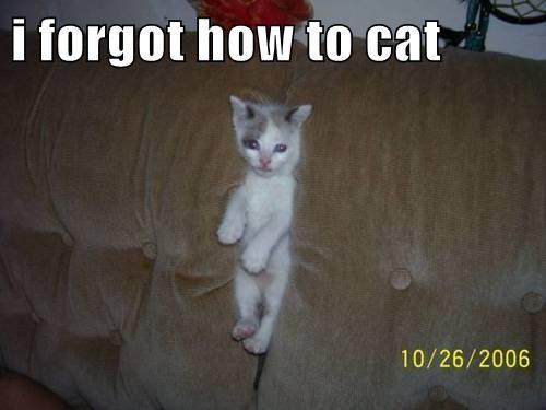 True Book Addict...Books, Cats, and More: Cat Thursday - I Forgot!!!