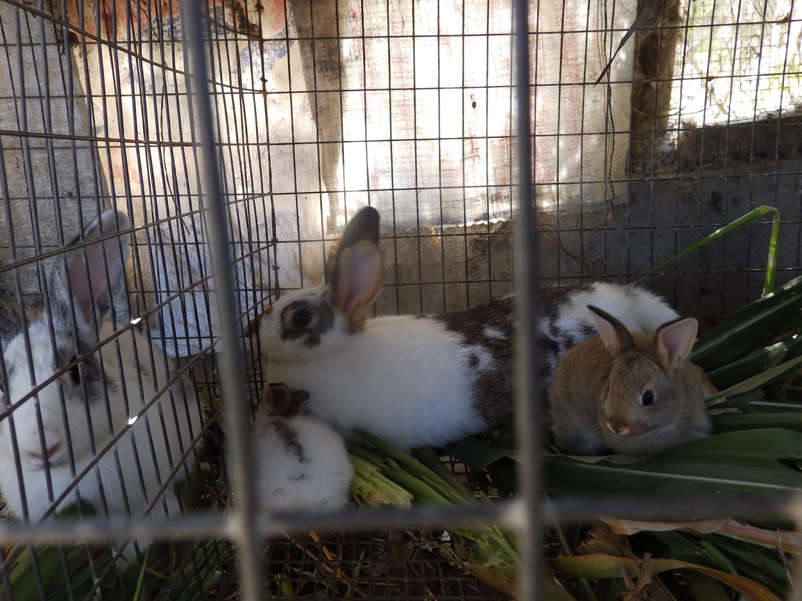 Haiti: Pets