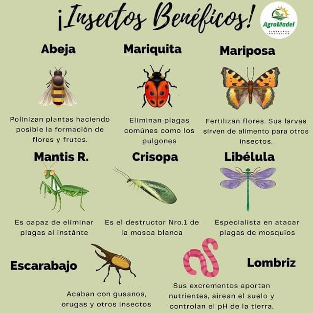Hogwarts de Luna: Insectos beneficiosos