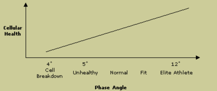 건강하고 풍요로운 나를 찾아서: 인바디(InBody) 위상각(Whole Body Phase Angle)