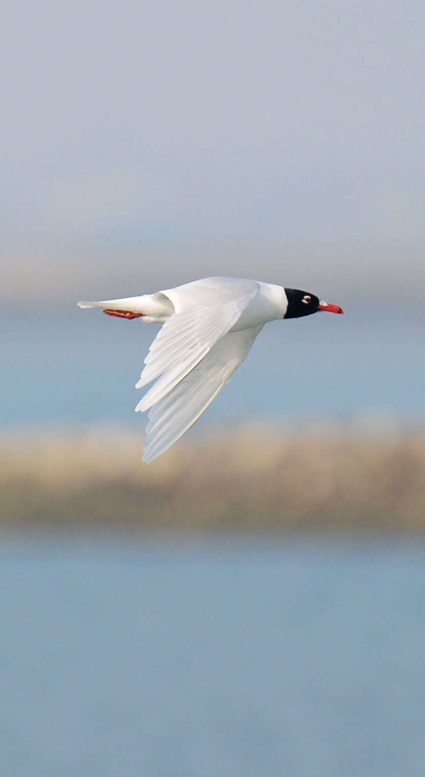 Bill's Birding: Mediterranean Gulls
