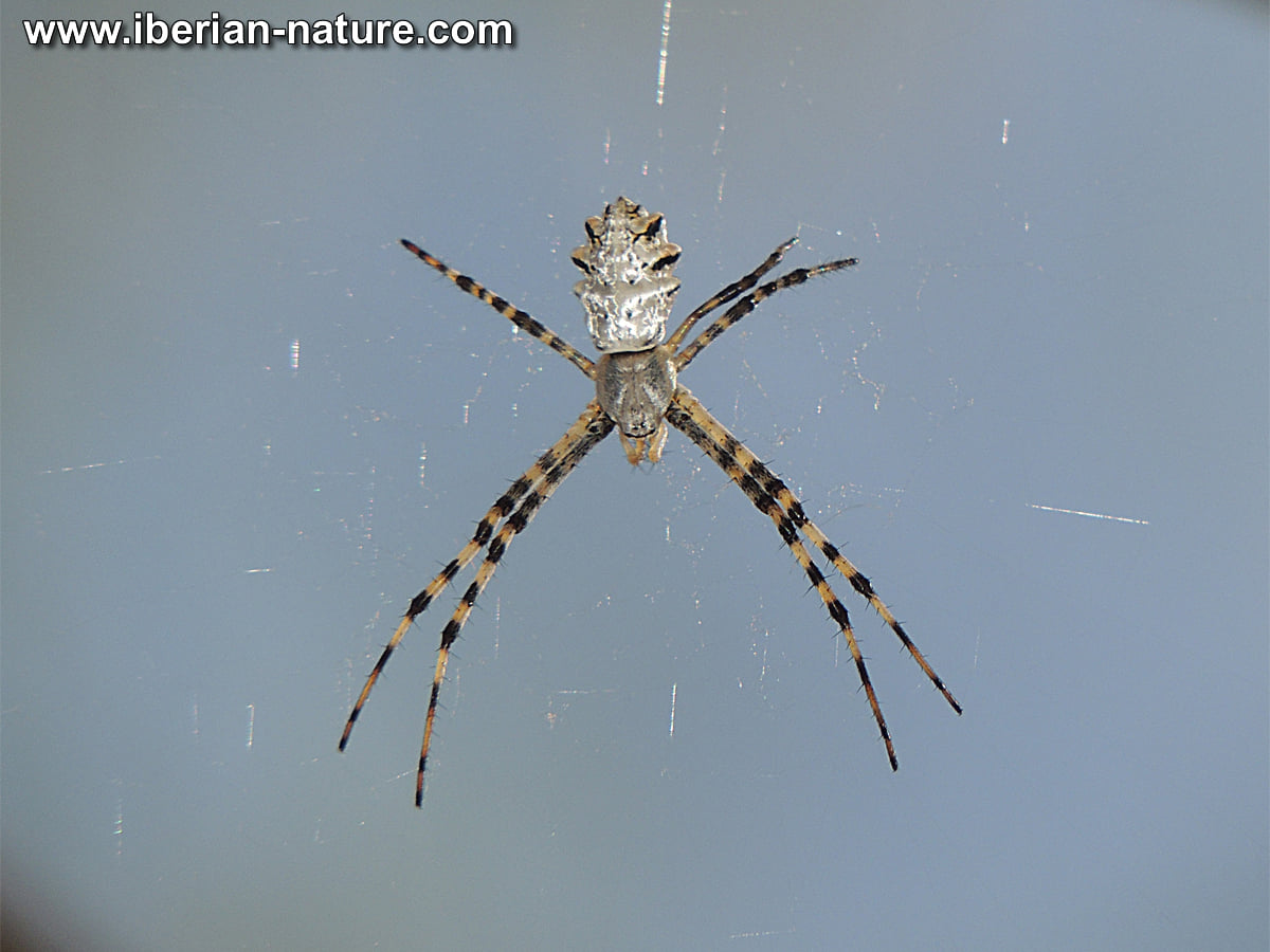 Iberian Nature - Servicio de guías de naturaleza. Birding in ...