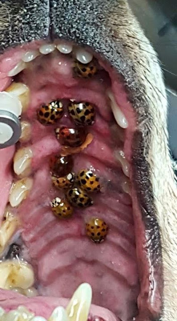 The Truth Behind The Viral Photo Of Ladybugs In A Dog’s Mouth Revealed ...