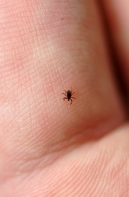 Tänavu on registreeritud juba üle saja borrelioosijuhu | PUUK & PUUGIINFO