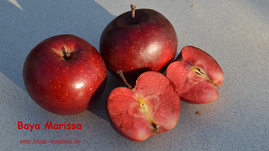 Kleiner Gemüsekönig: Schöne bunte Apfelwelt