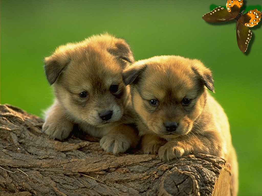 animal lovers: Animale, glume , animale pe cale de disparitie