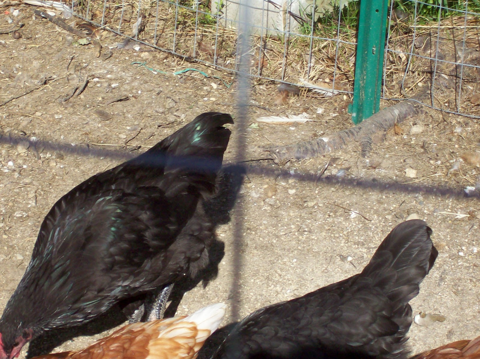 My Chicken And Egg Journal: Pictures of Chickens (Pullets And One ...