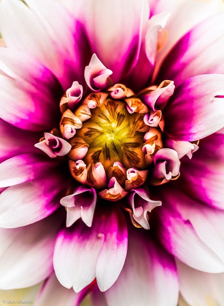 Grains of Sand: Photo Gallery - The Art and Humor of Alan Shapiro