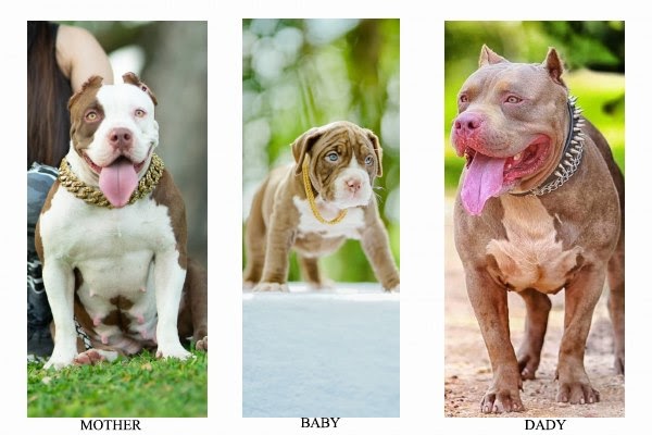 Mother's Vision Pre School: #Haidi Haidi Breeder/Kennel-American Bully ...