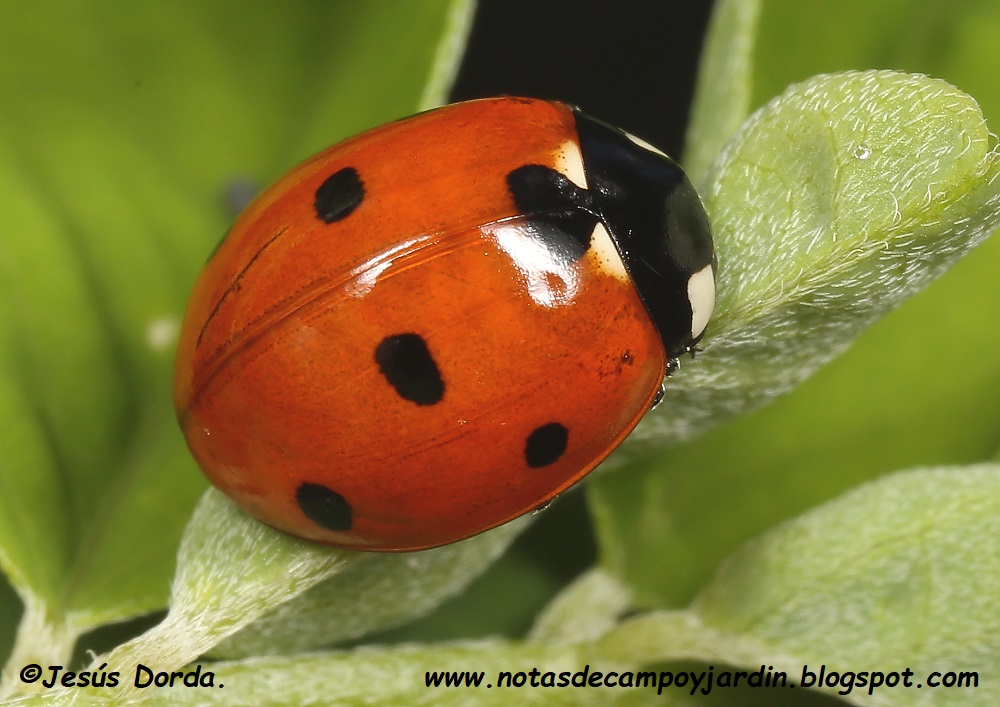 Notas de campo y jardín: Insectos en rojo y negro. Algunos de los ...