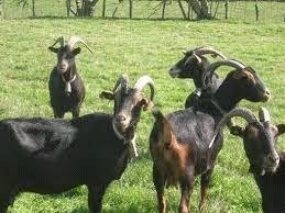 LA REPRODUCCIÓN DE UNA CABRA