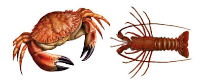 El rincón del nudibranquio. : CRUSTÁCEOS, el club de los acorazados