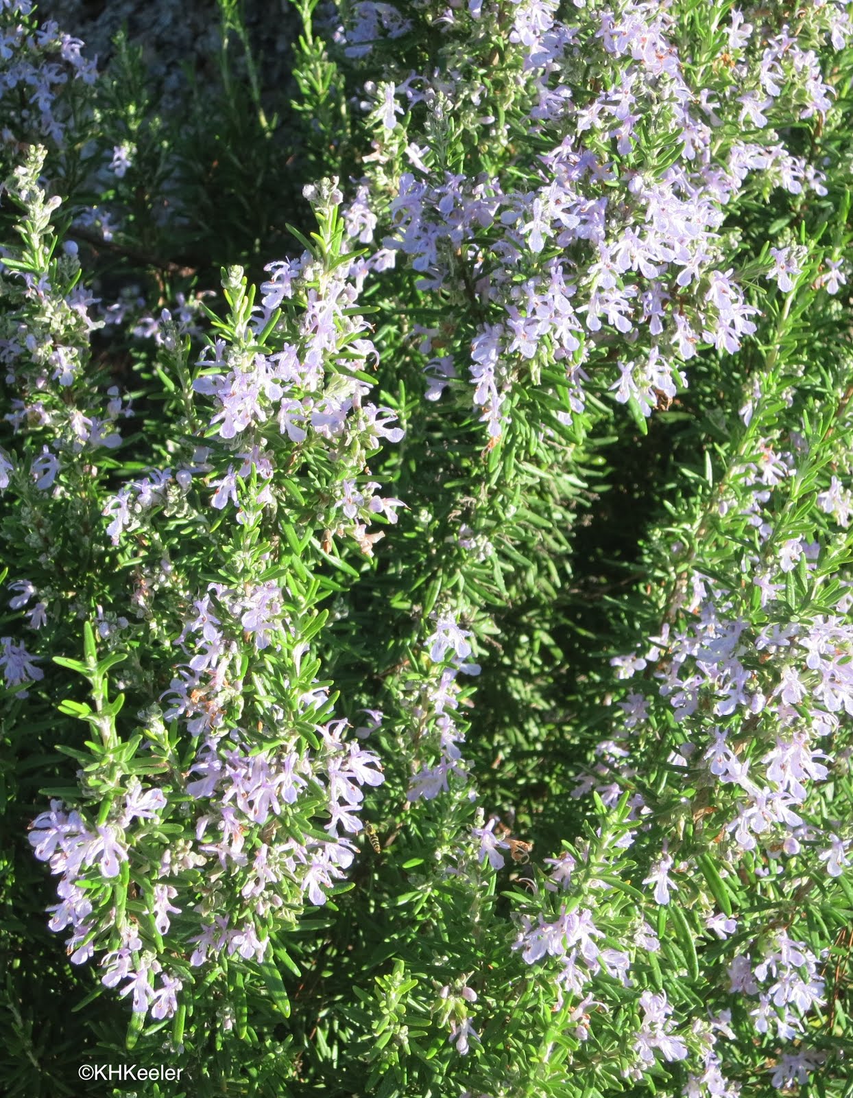 A Wandering Botanist: Plant Story--Fragrant Rosemary