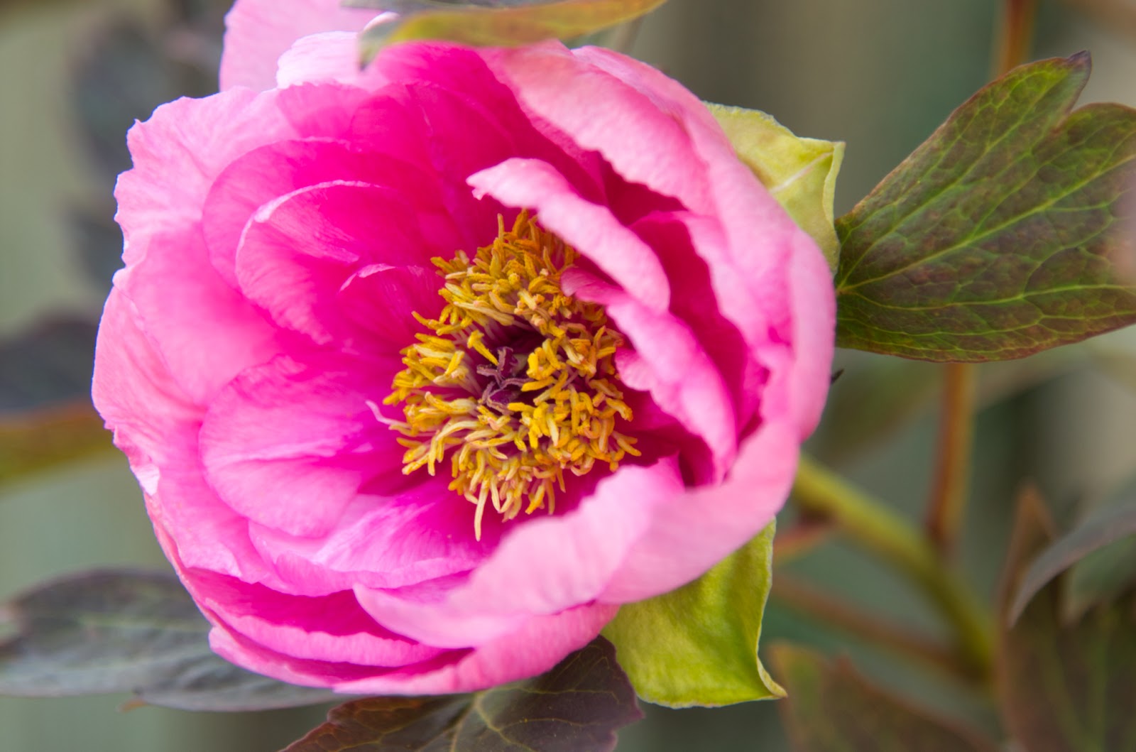 Strauch-Päonie - Paeonia suffruticosa cv.