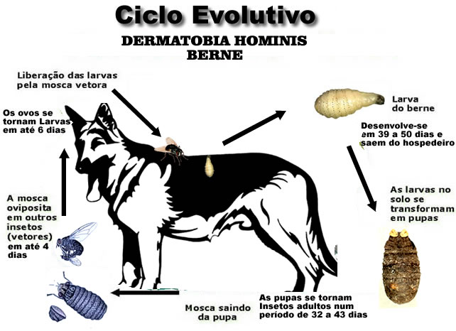 MUNDO CÃO: BERNE: O QUE É, COMO TRATAR E COMO EVITAR