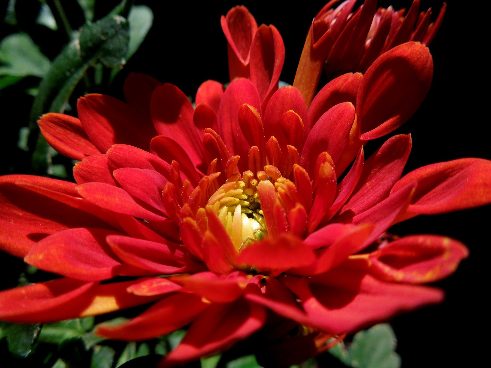 CRISANTEMOS ROJOS - BOTÀNIC SERRAT