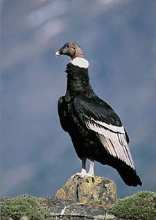 Andean Condor (Vultur gryphus):facts the animal world