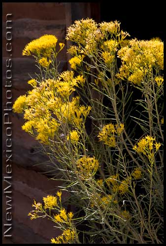 New Mexico PhotoJournal: Chamisa in Bloom
