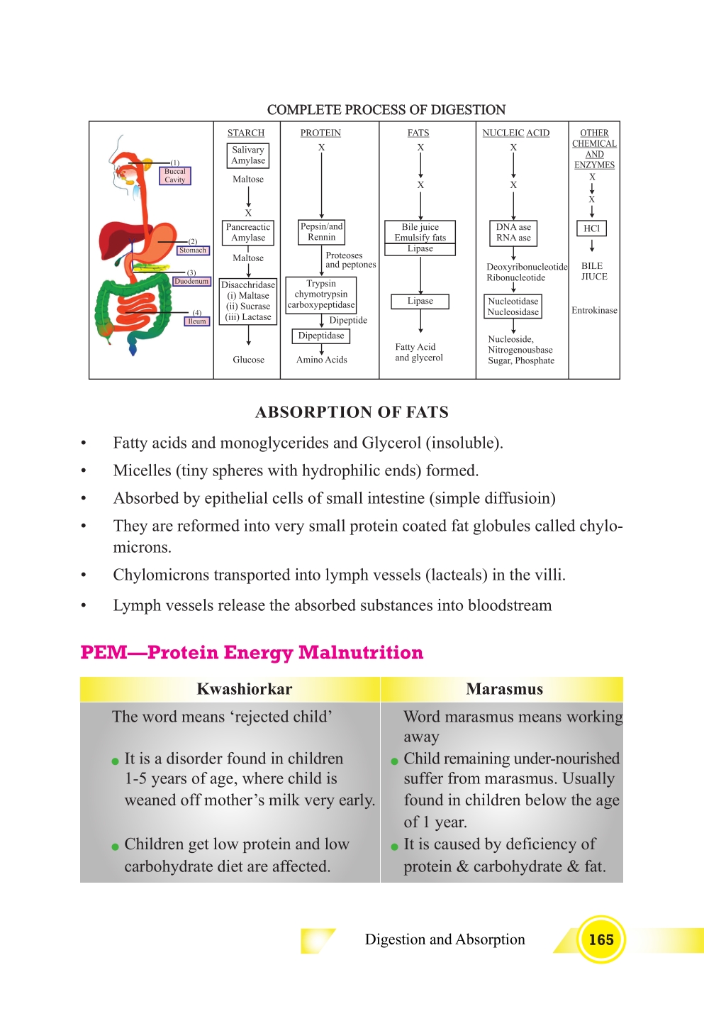 Class 11 Biology Chapter 16 Digestion and Absorption