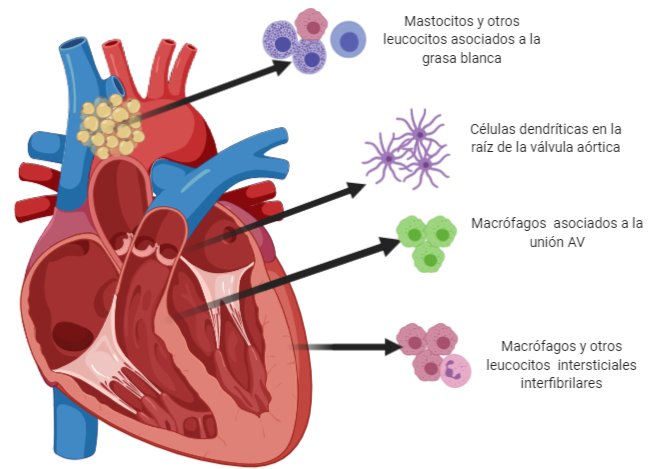 Células inmunes residentes en corazón