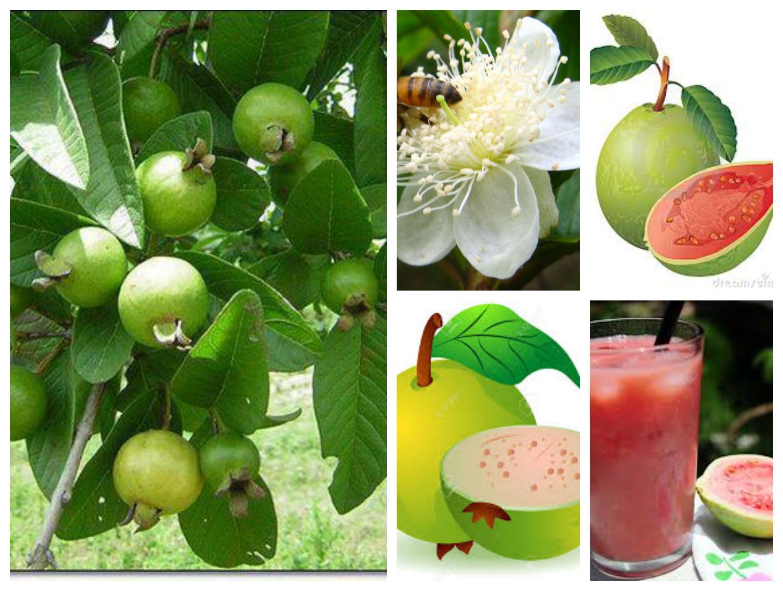 Il mio diario.: Guava (farang in thai).