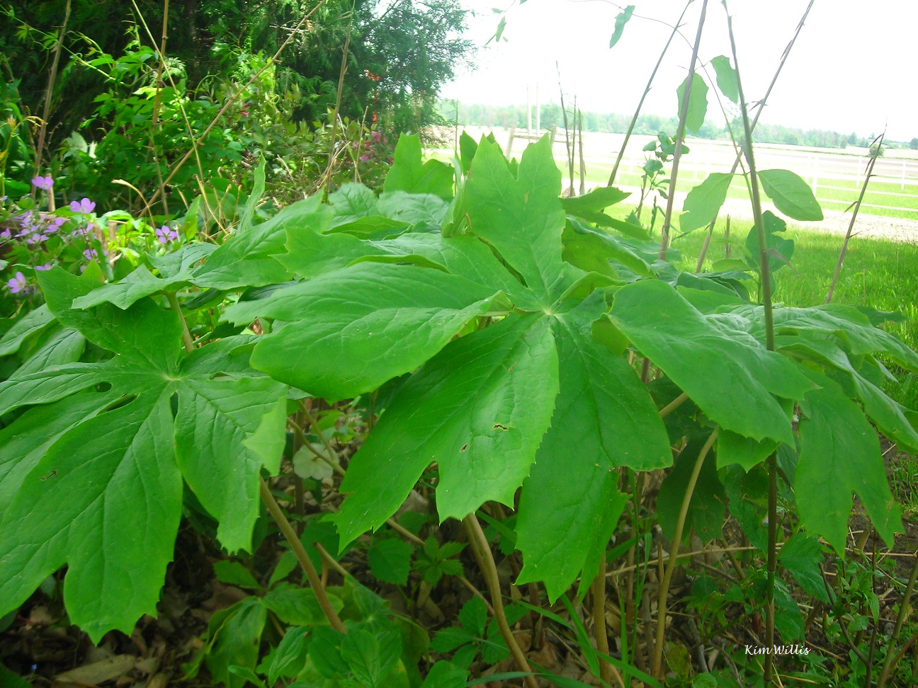 Gardening Granny's Gardening Pages: Mayapples, Maypop
