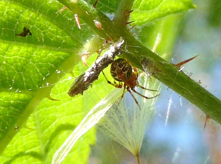 Spiders and me: Spiders in Seattle: a walk through the Washington Park ...