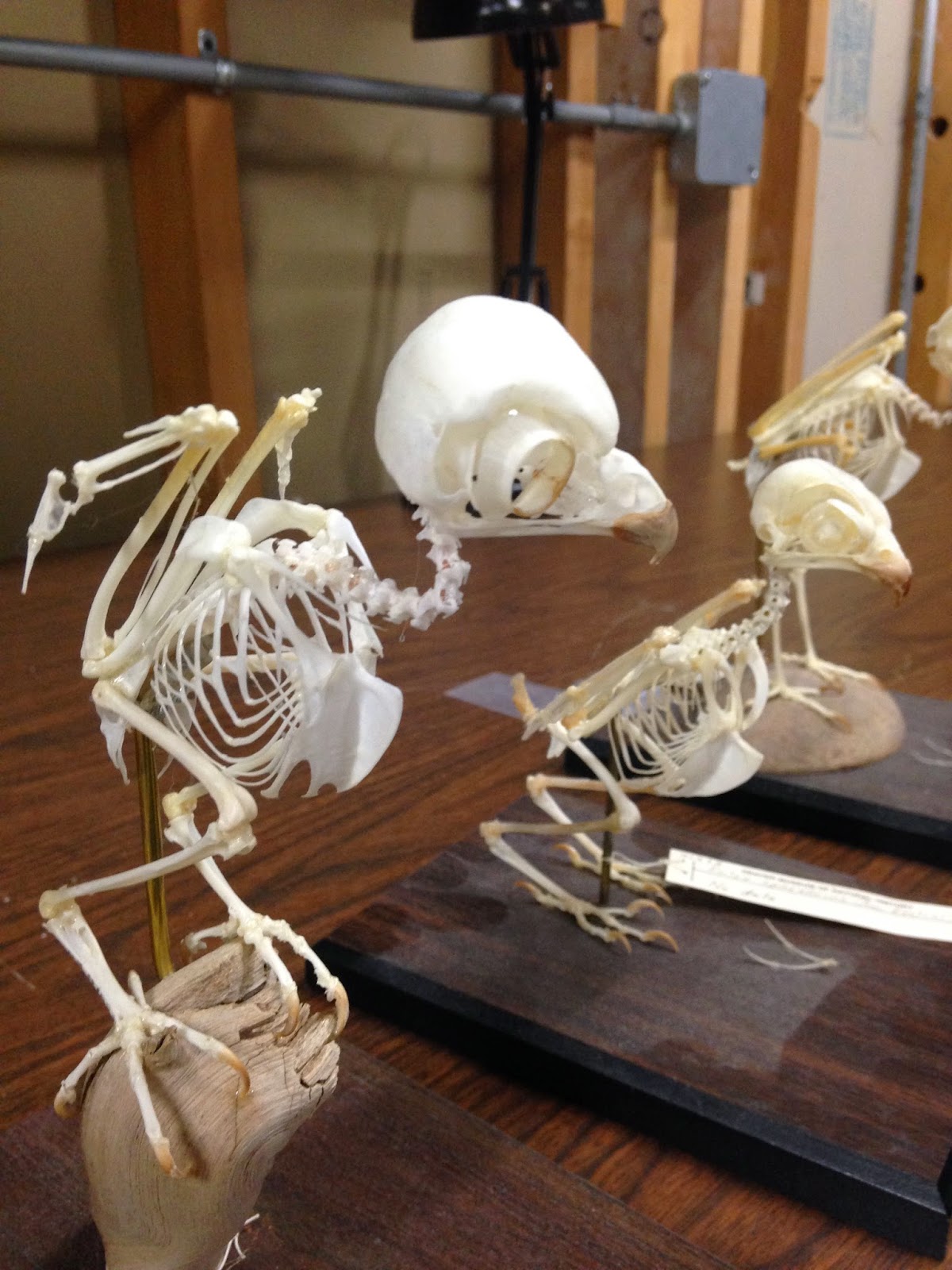 Phodopic Science: Denver Museum of Nature and Science