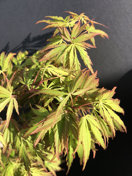 gardens@duke: Japanese Maples at the Terrace Shop