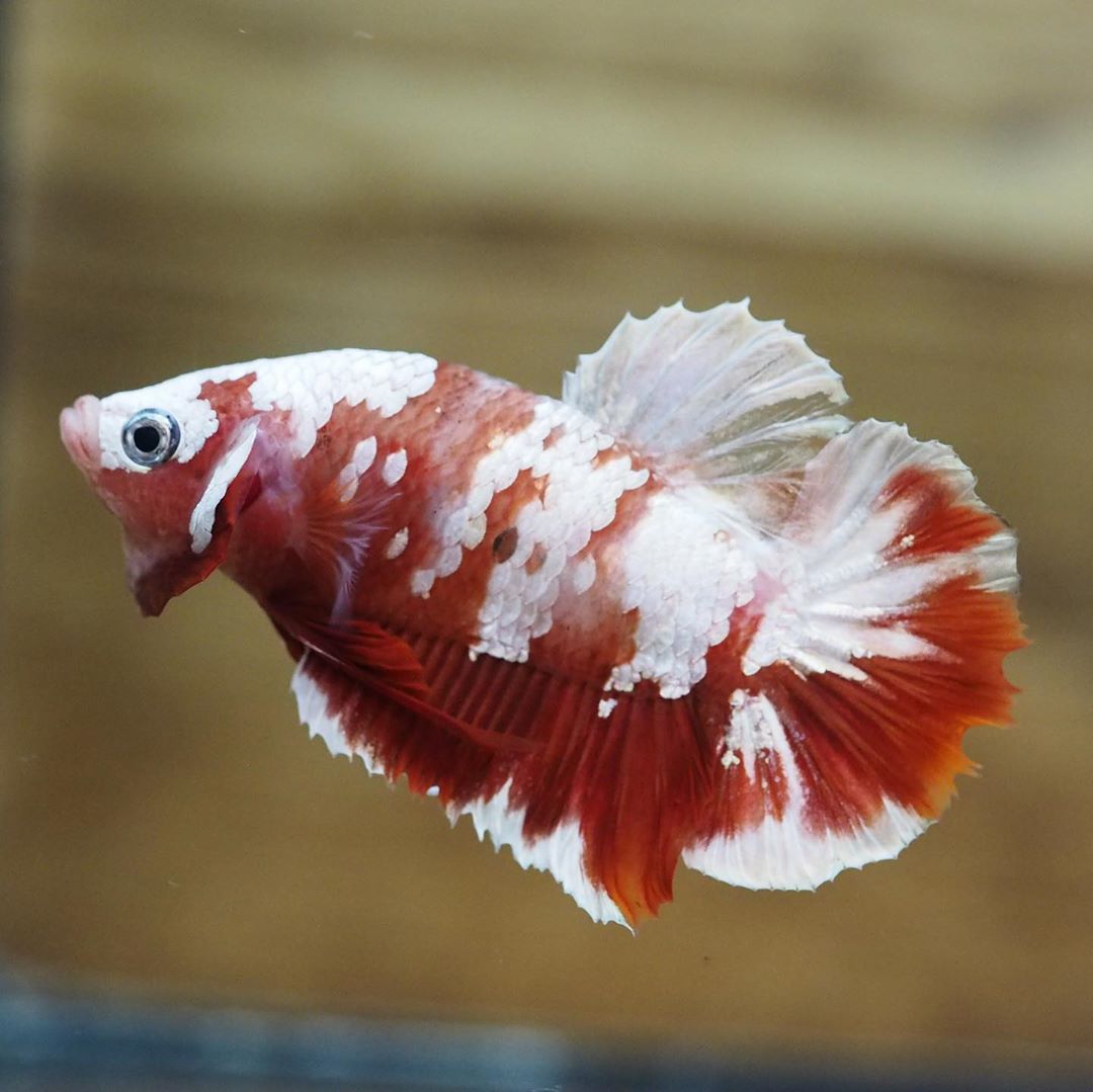 The Best Live Male Halfmoon Plakat Tail (HMPK) White Mask With Red Base ...