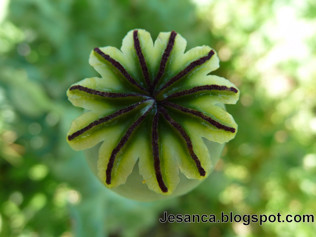 JESANCA: La adormidera o " planta del opio