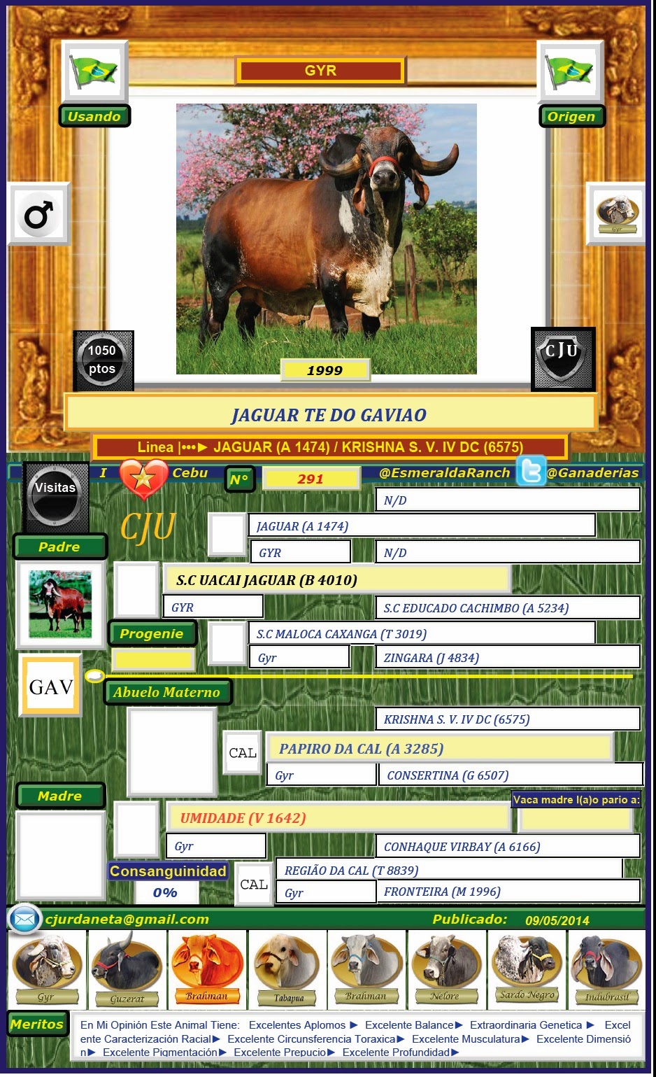 CEBÚ ♥ ♥ ♥ ZEBÚ♔♕♖♗♘ LA PASIÓN POR EL #CEBÚ #ZEBU: JAGUAR TE DO GAVIAO ...