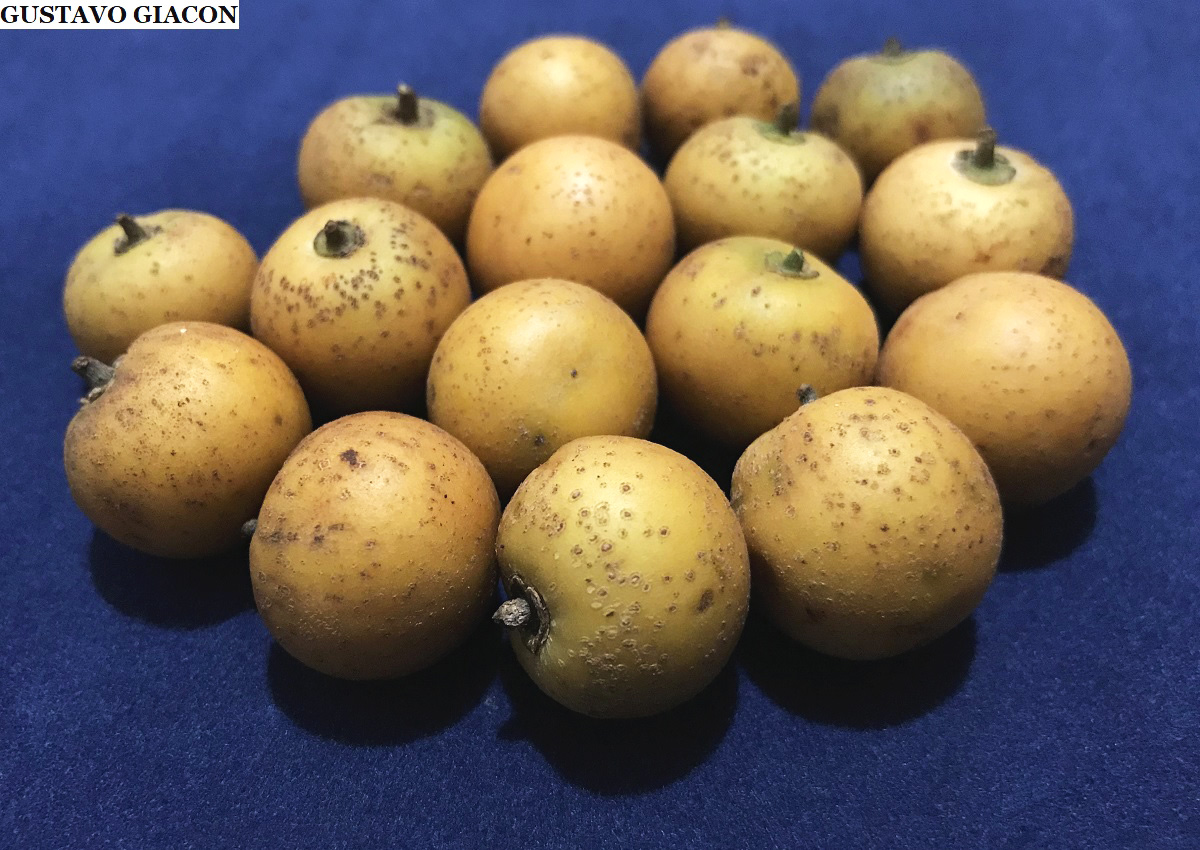 Viveiro Ciprest - Plantas Nativas e Exóticas: Juá ou Juazeiro ...