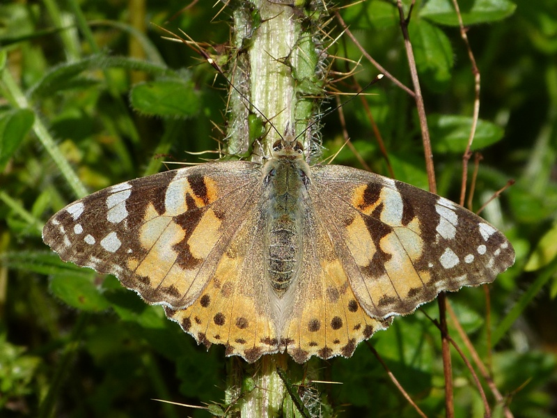 Butterfly Pictures: 2020
