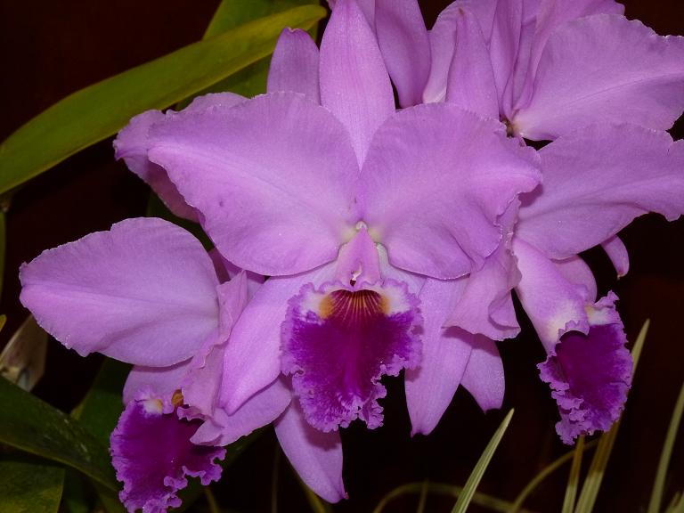 Hellmann Orquídeas: Algumas labiatas deste ano