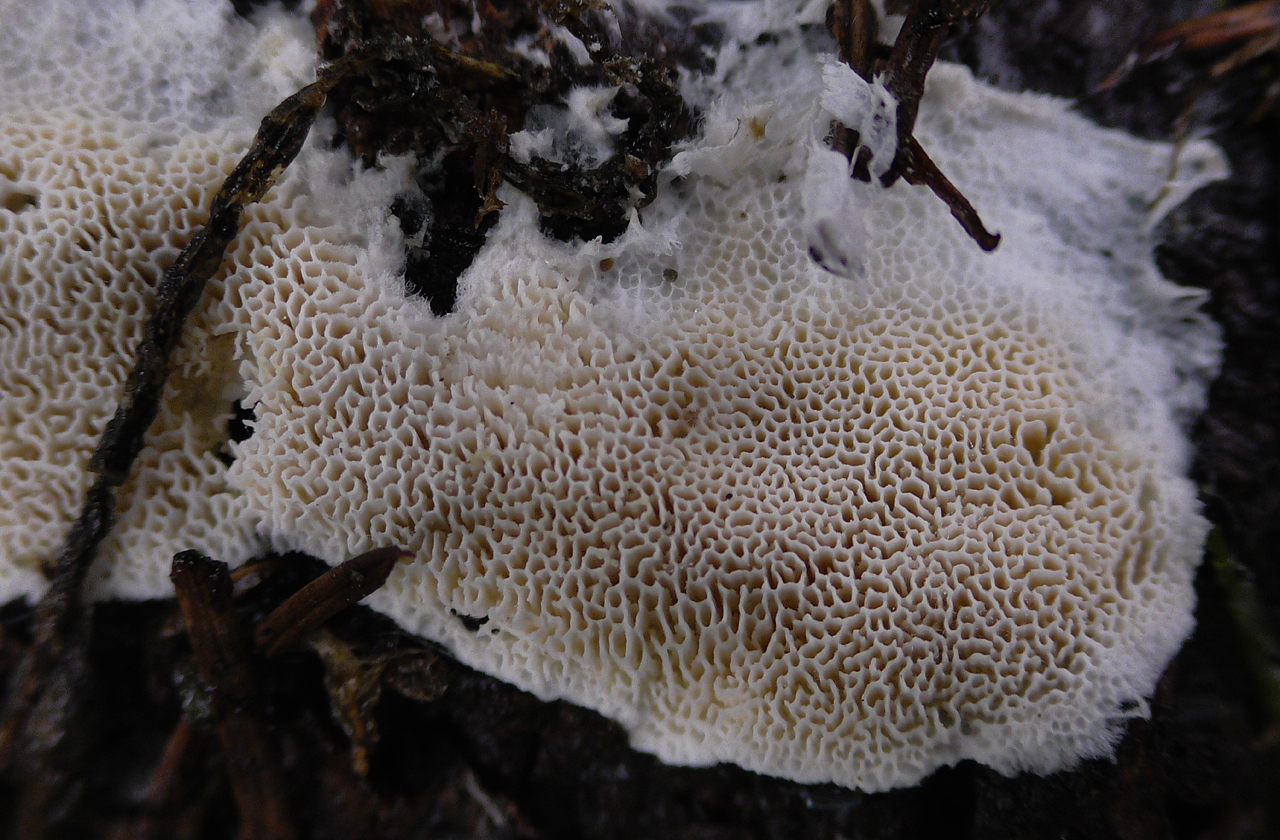 Jozef van der Heijden - Natuurfotografie: Nieuwe vondst Opkrullende ...