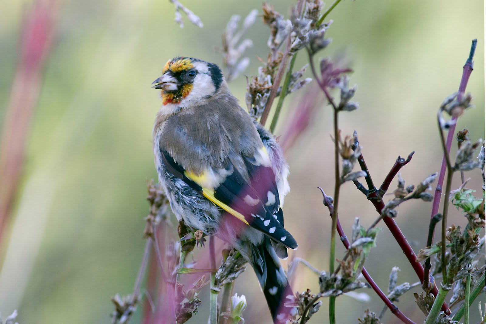 Ann Brokelman Photography: Photos of friends, Mockingbird, European ...