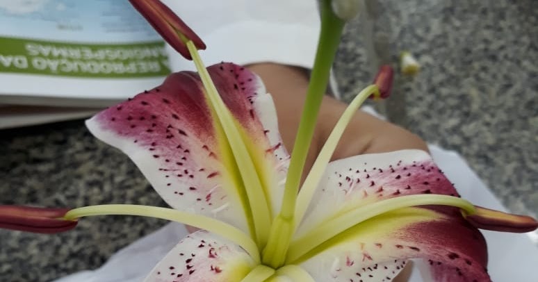 Observação, análise e identificação dos verticilos florais