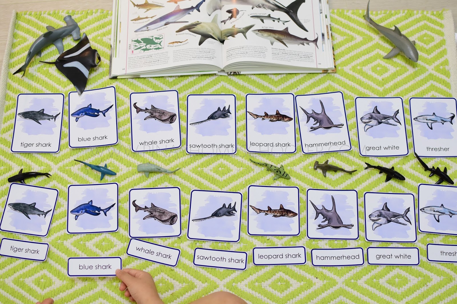 Sharks Preschool Mini Unit | The Pinay Homeschooler
