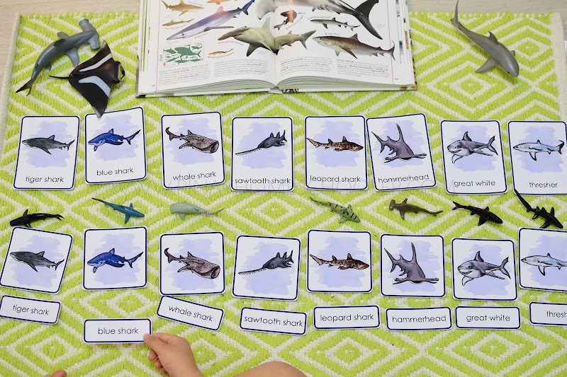 Sharks Preschool Mini Unit | The Pinay Homeschooler