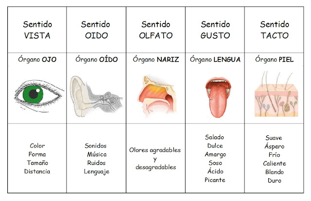 APRENDE Y DIVIERTETE: LOS SENTIDOS