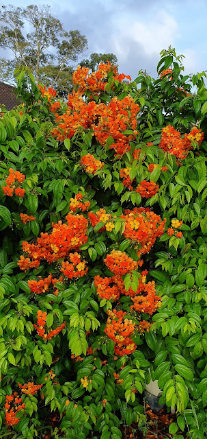 Warisan Petani: MB 131 : Pokok Bunga Bauhinia @ Bunga Ketup-ketup